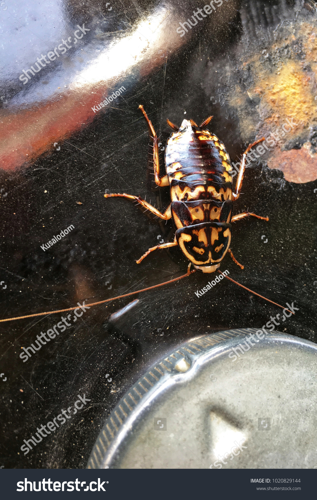 Baby Cockroaches on a black oil tank._站酷海洛_正版图片_视频_字体_音乐素材交易平台_站酷旗下品牌