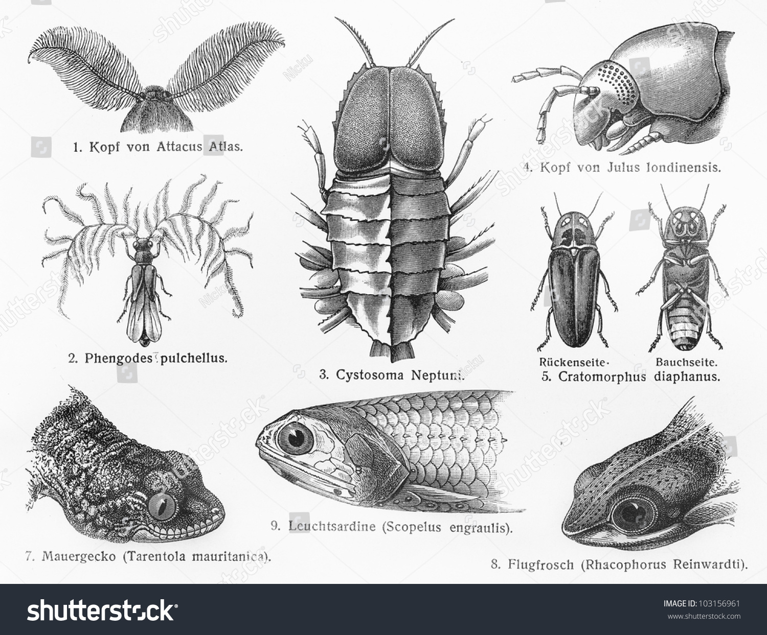 Vintage 19th century old drawing of nocturnal insects and animals ...