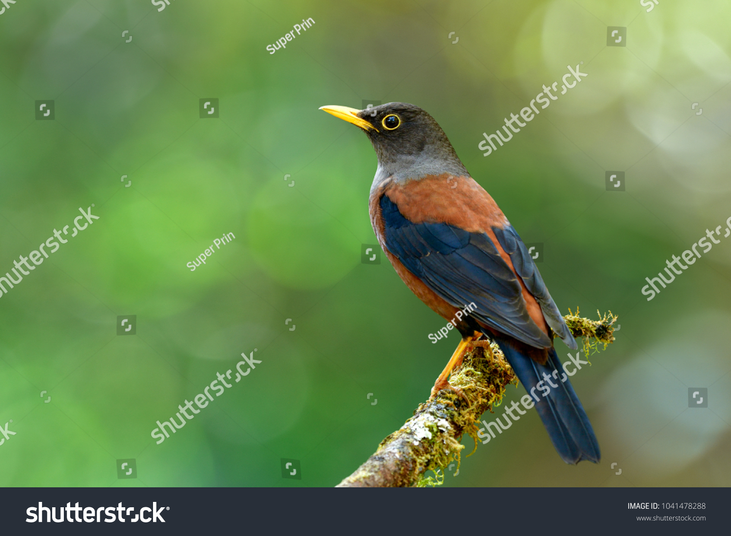 Female of Chestnut thrush (Turdus rubrocanus) beautiful dark brown bird ...