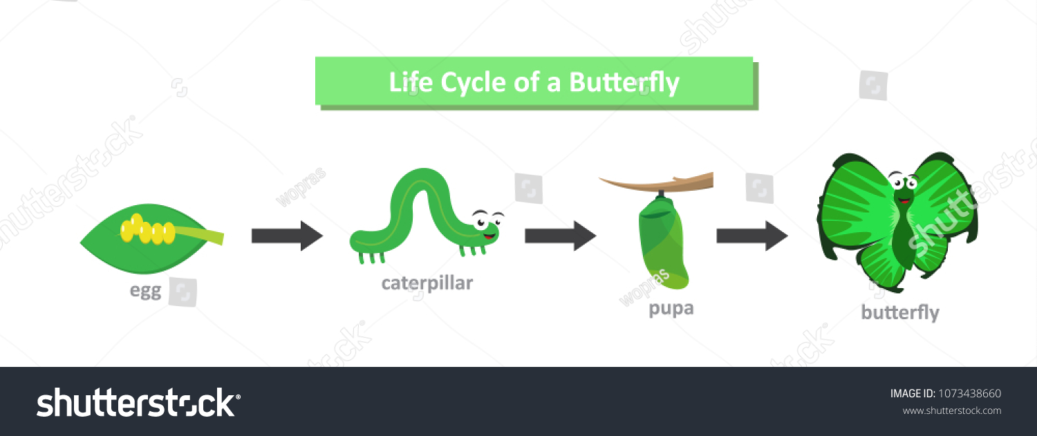 The metamorphosis of the butterfly. (eggs caterpillar pupa butterfly ...
