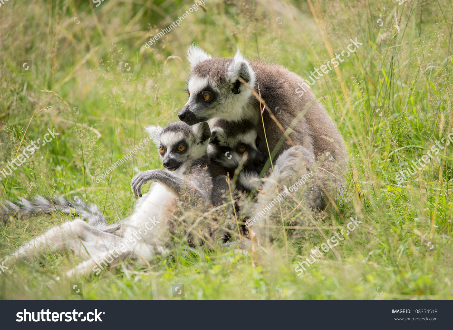 two baby lemurs being cuddled by their mother/Baby Lemurs_站酷海洛_正版图片_视频 ...