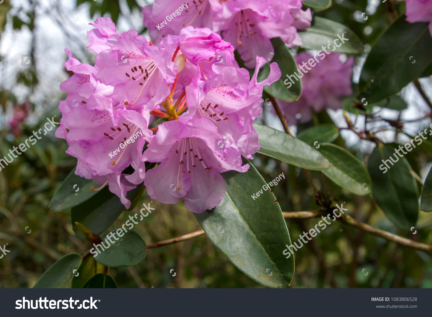 A closeup portrait shot concentrating on the bloom of a colourful ...