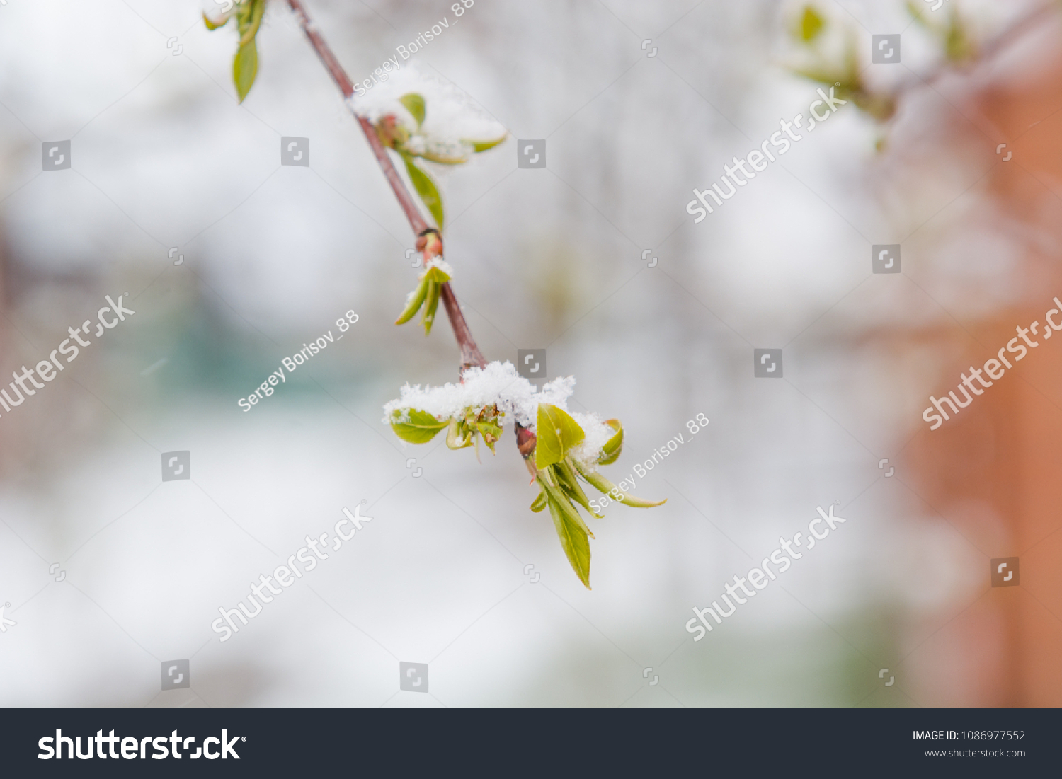The leaves bloom and snow fell. Snow on the green leaves. Late snow ...
