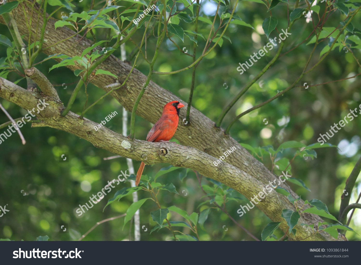 Beautiful bright red male northern cardinal bird perched on tree branch ...