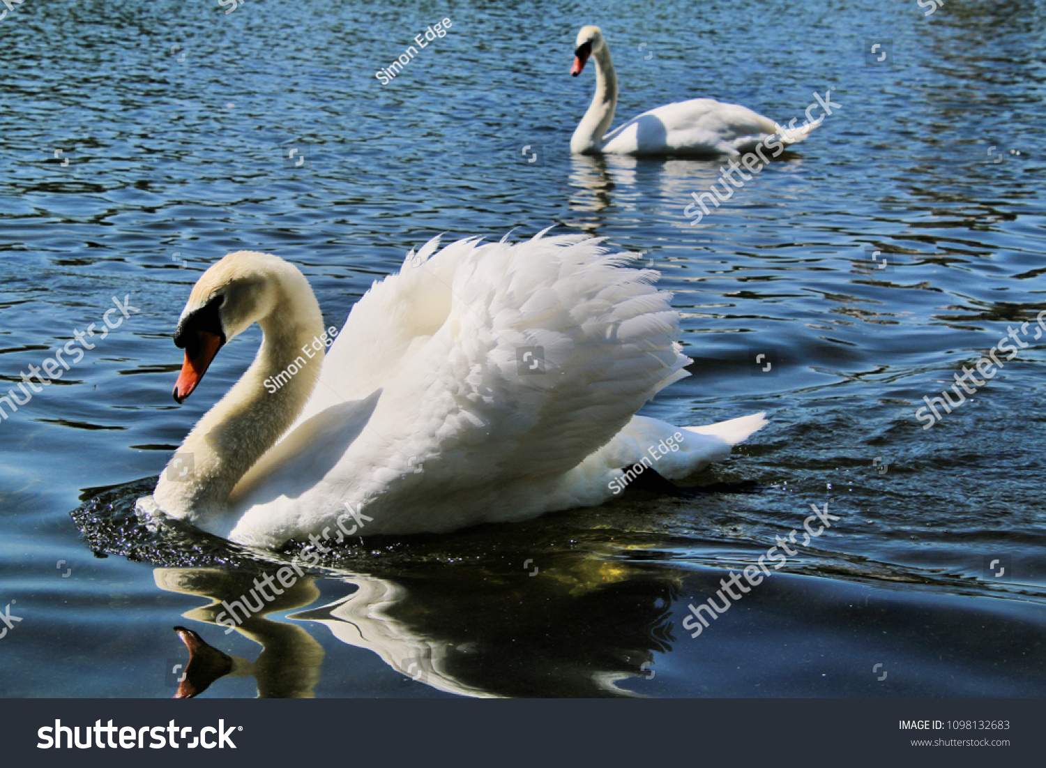A Mute Swan on a lake in London_站酷海洛_正版图片_视频_字体_音乐素材交易平台_站酷旗下品牌