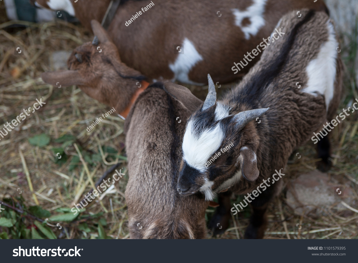 Small Sardinian goats_站酷海洛_正版图片_视频_字体_音乐素材交易平台_站酷旗下品牌