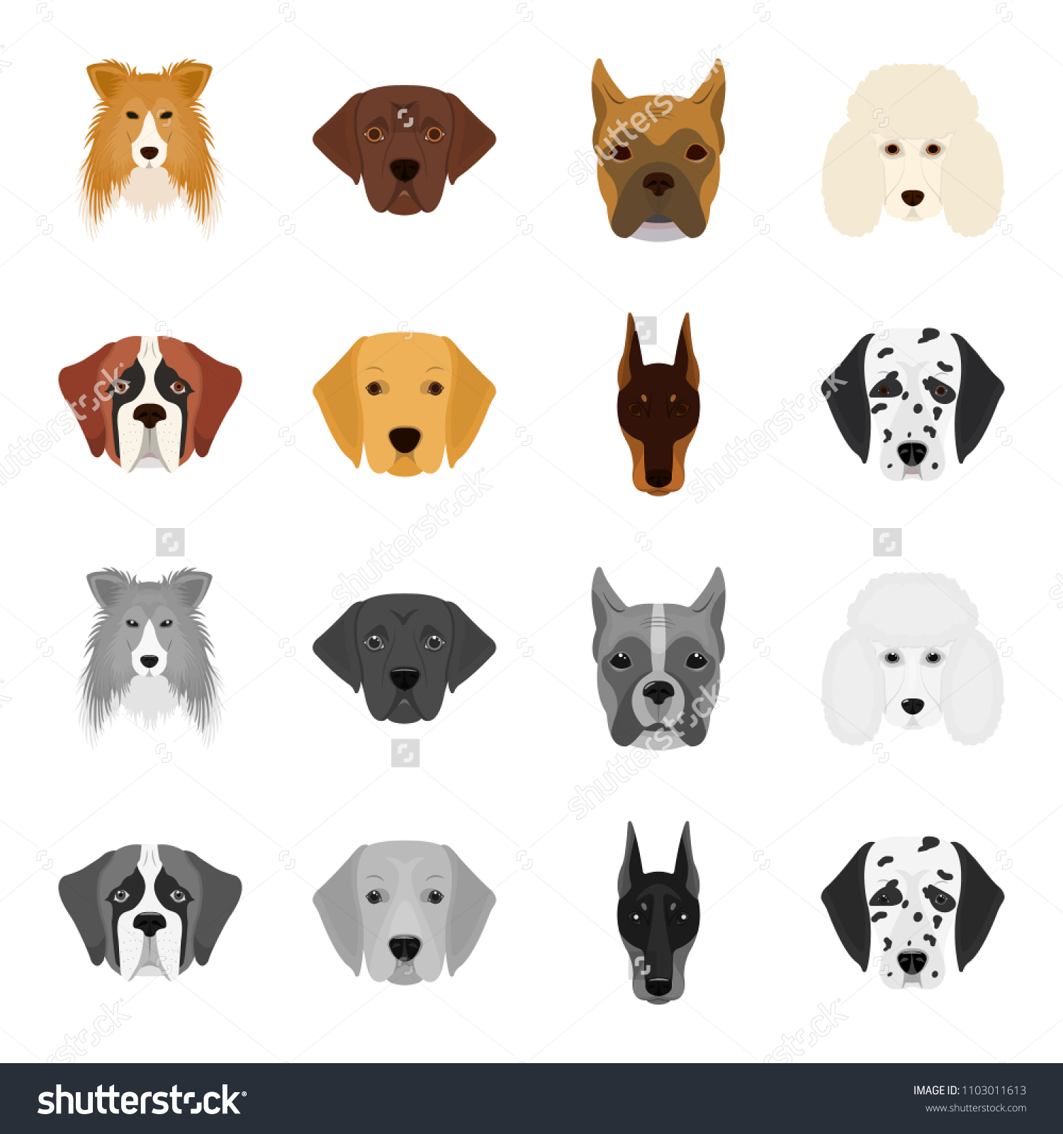 Muzzle of different breeds of dogs.Dog of the breed St. Bernard golden ...