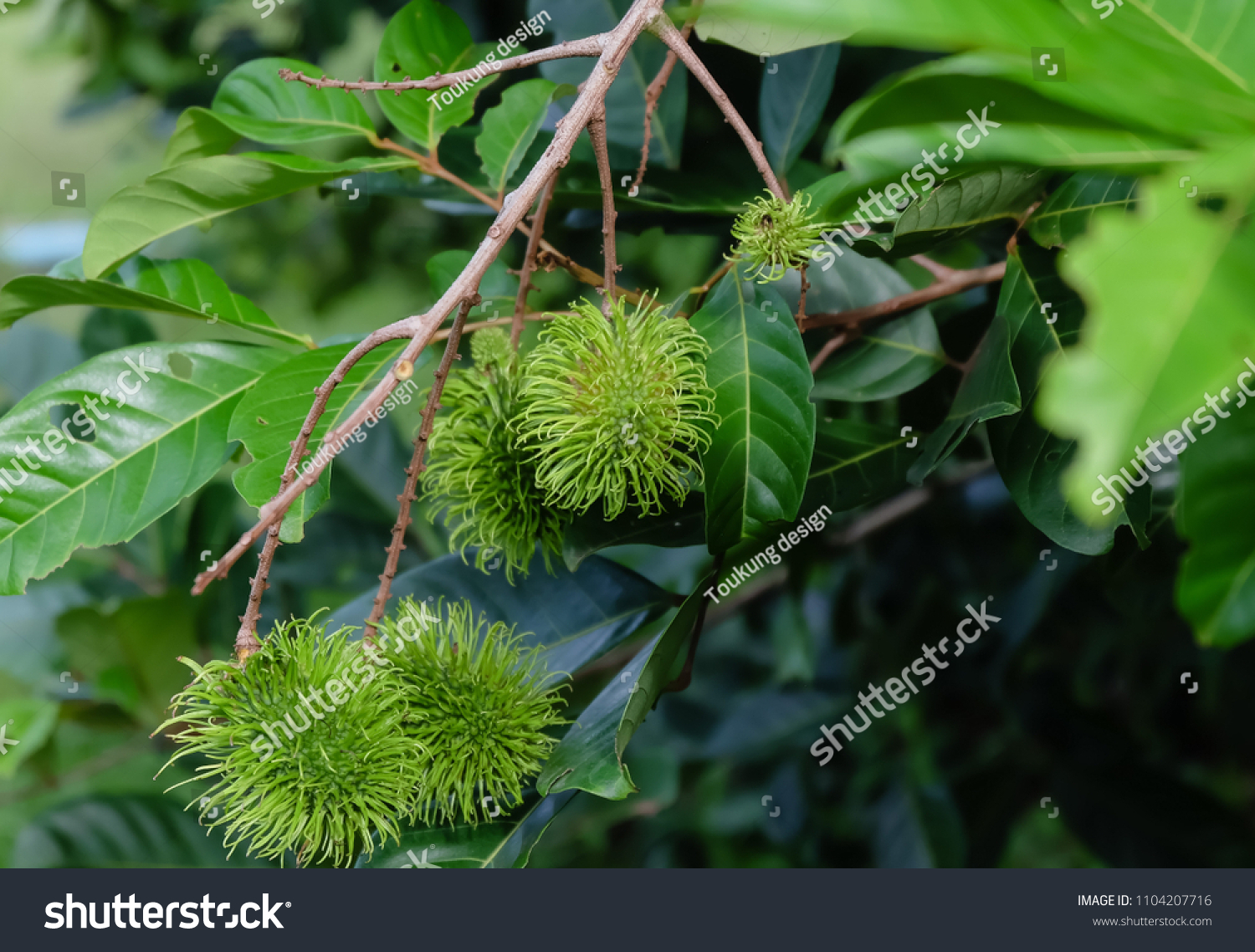 Green Rambutan on the tree Rambutan._站酷海洛_正版图片_视频_字体_音乐素材交易平台_站酷旗下品牌