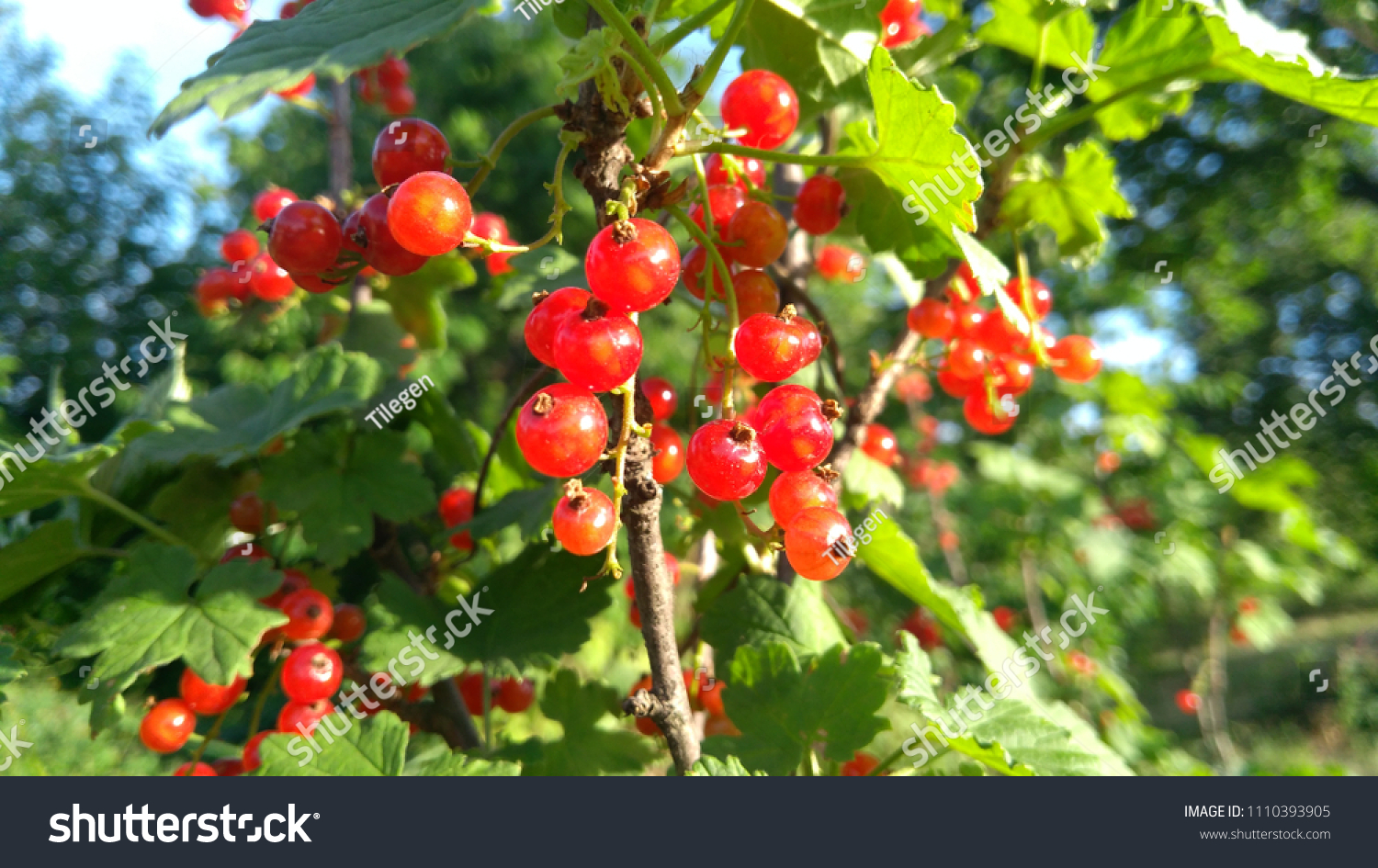 Currant berry garden in a sunny summer day._站酷海洛_正版图片_视频_字体_音乐素材交易平台_站酷旗下品牌
