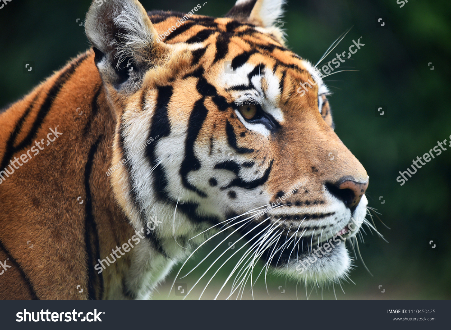 siberian tiger in safari_站酷海洛_正版图片_视频_字体_音乐素材交易平台_站酷旗下品牌
