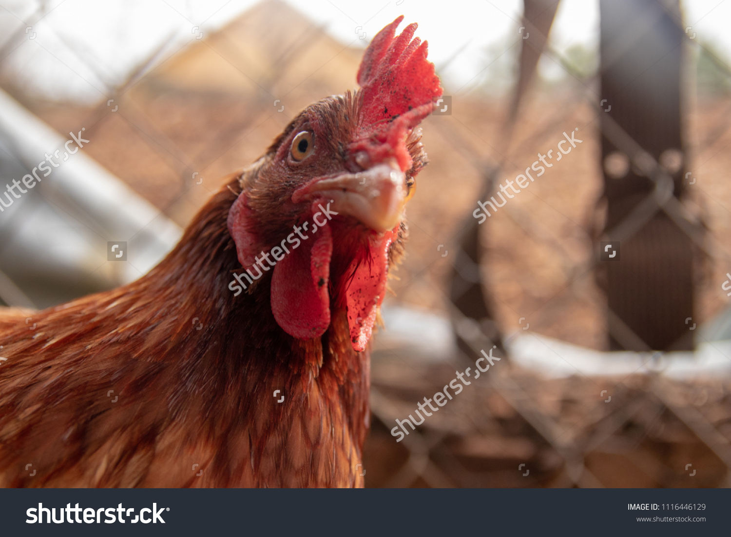 Rhode Island Red Hen Waiting To Be Fed_站酷海洛_正版图片_视频_字体_音乐素材交易平台_站酷旗下品牌