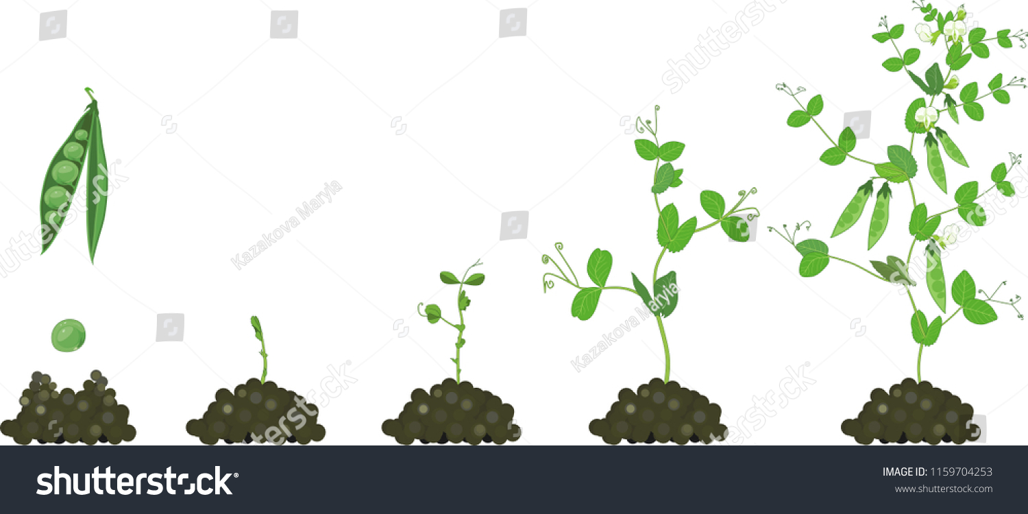 Life cycle of pea plant. Stages of pea growth from seed and sprout to ...
