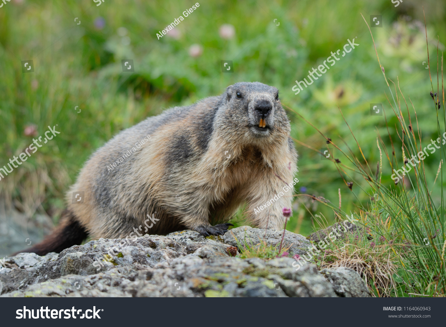 alpine marmot sitting on a stone looking at camera - Großglockner ...