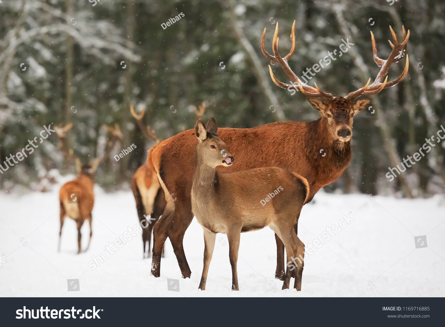 A noble deer male with female in the herd against the background of a beautiful winter snow ...