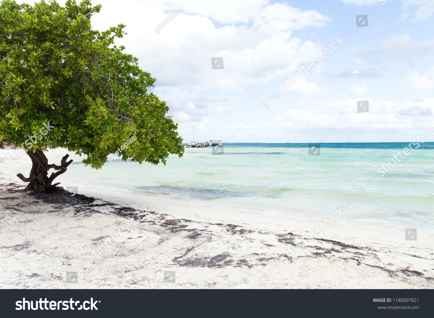 Big tropical single tree with green foliage on sandy beach close to ...