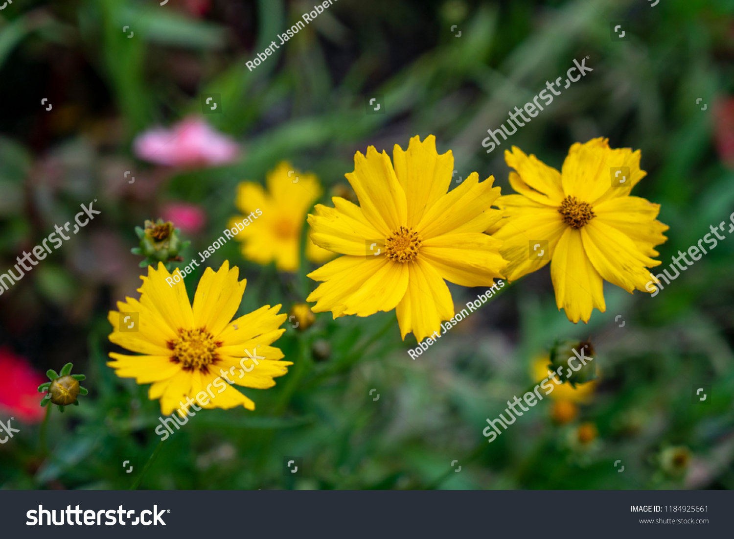 Colorful wild flowers growing in the mountains of Colorado _站酷海洛_正版图片 ...