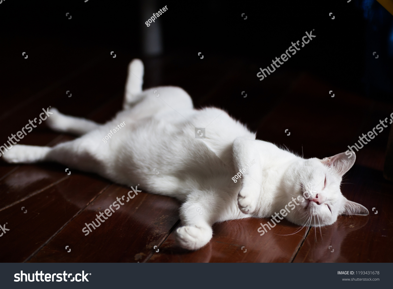 Pure White Cat with odd eyes Khao Manee cat Diamond Eye cat This is ...