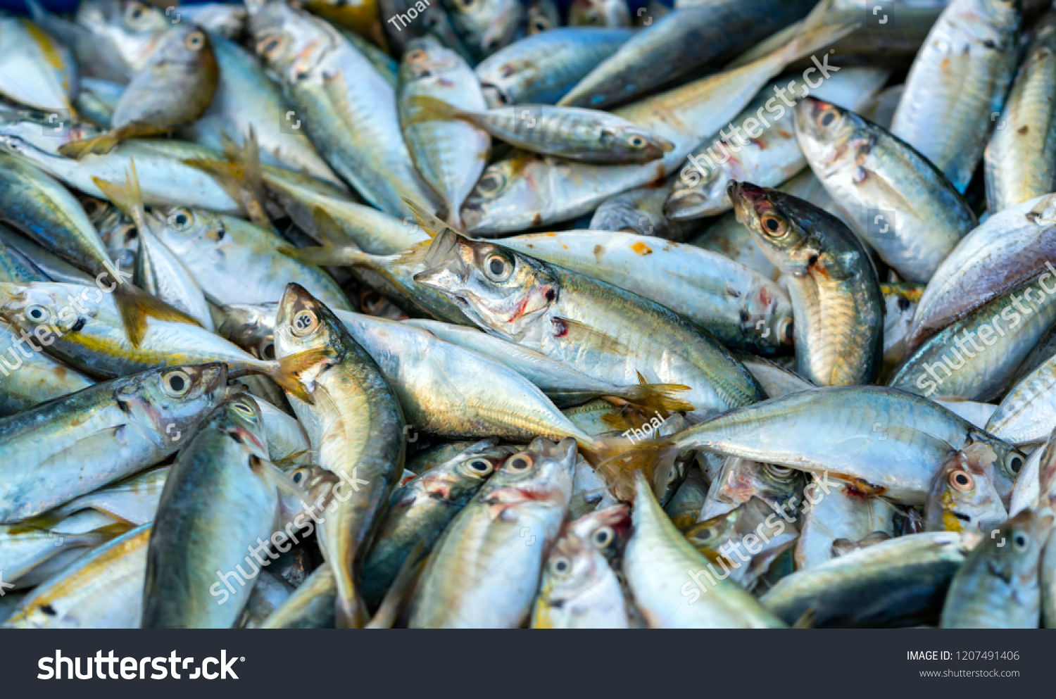 Yellow tail scad Decapterus maruadsi fish caught fresh after the trade ...