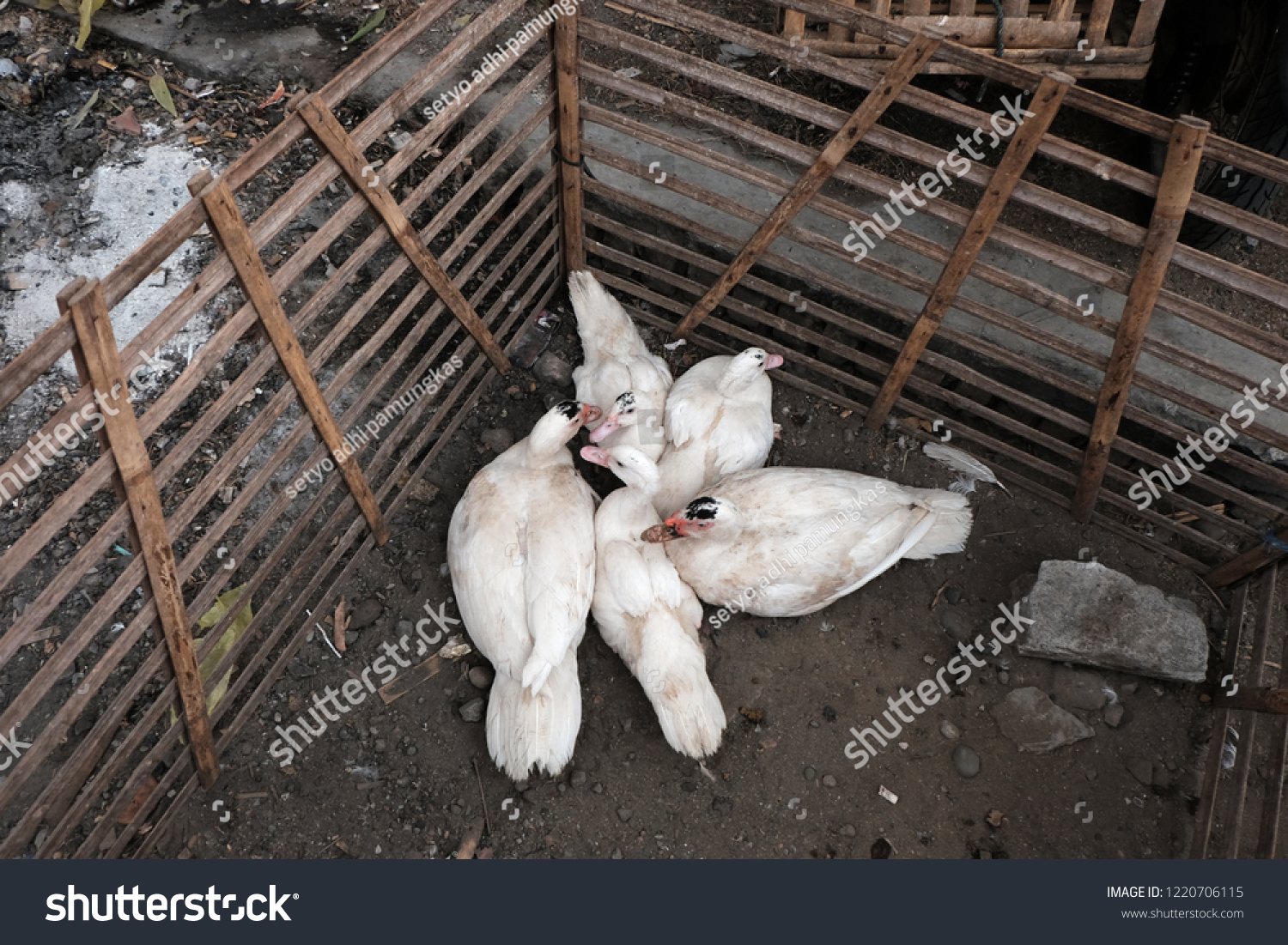Muscovy Duck in bamboo cage at traditional market._站酷海洛_正版图片_视频_字体_音乐素材 ...