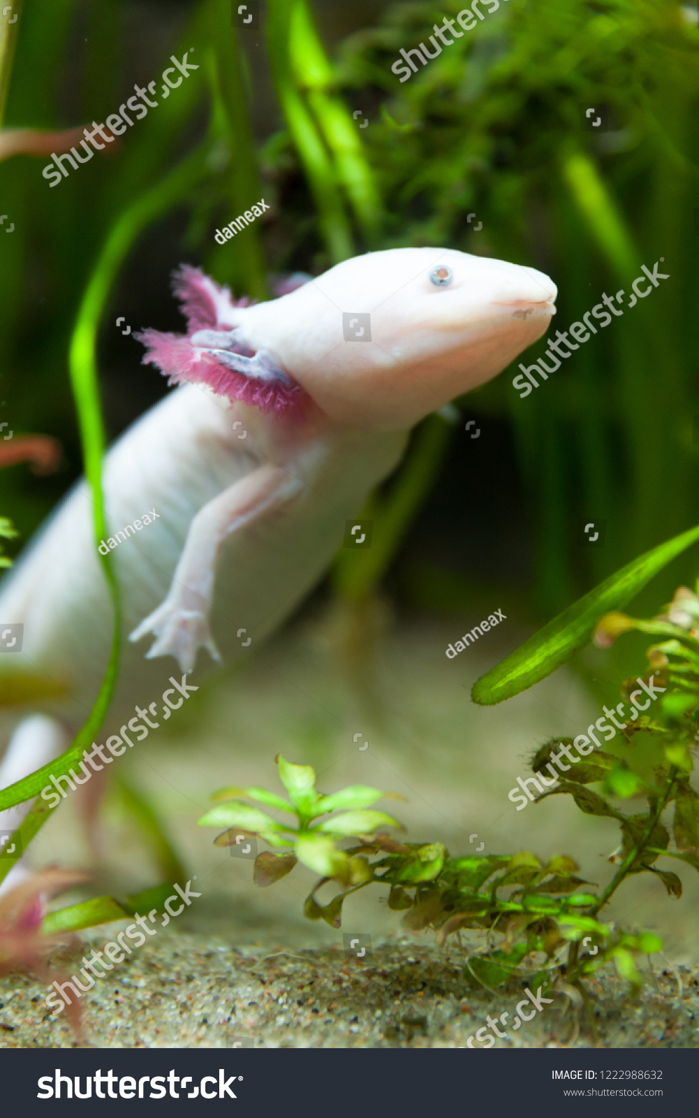 Water salamander closeup_站酷海洛_正版图片_视频_字体_音乐素材交易平台_站酷旗下品牌