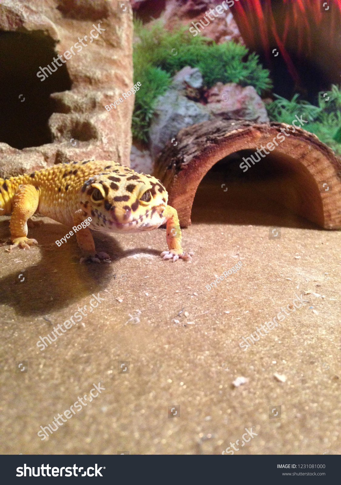 leopard gecko reptile pet yellow speckled cute_站酷海洛_正版图片_视频_字体_音乐素材交易平台 ...