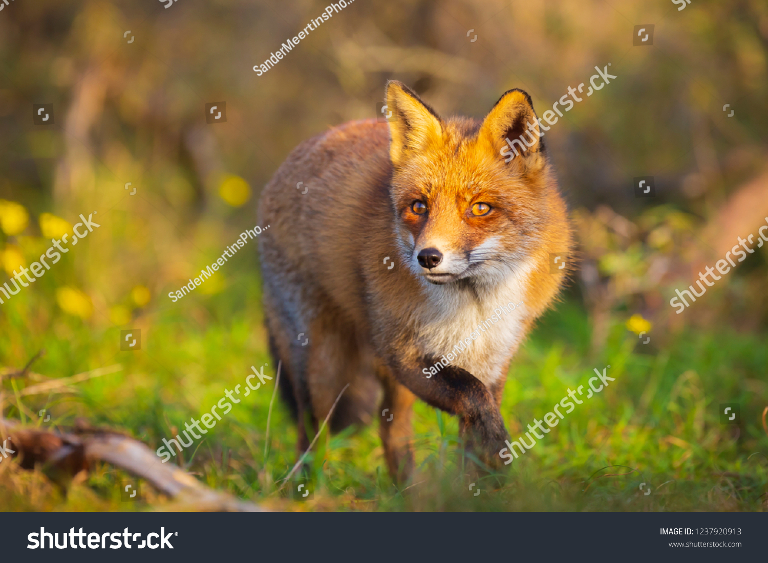Wild young red fox (vulpes vulpes) vixen scavenging in a forest and dunes during sunset_站酷海洛_正版 ...