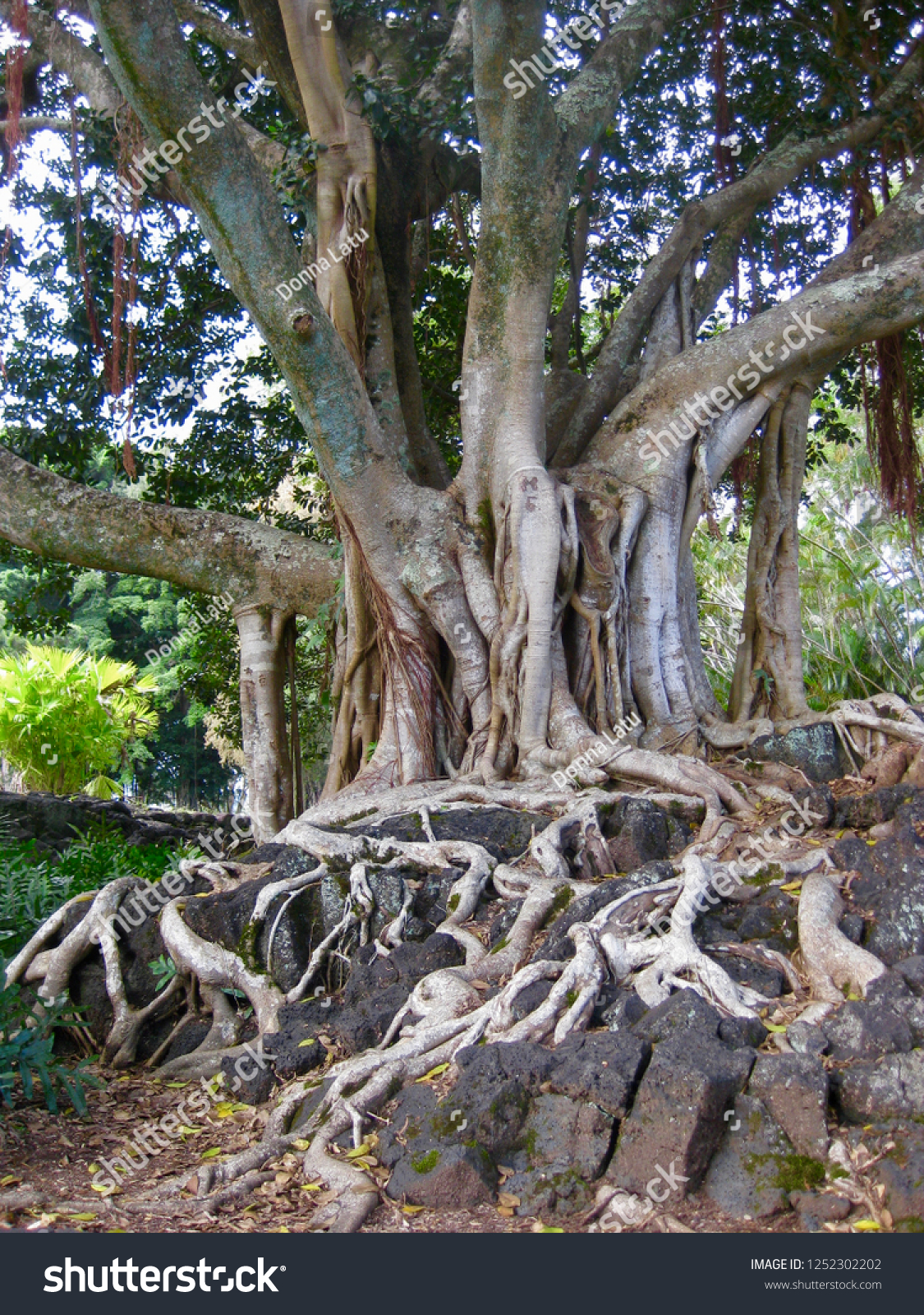 Big old tree with roots growing over rocks_站酷海洛_正版图片_视频_字体_音乐素材交易平台_站酷旗下品牌