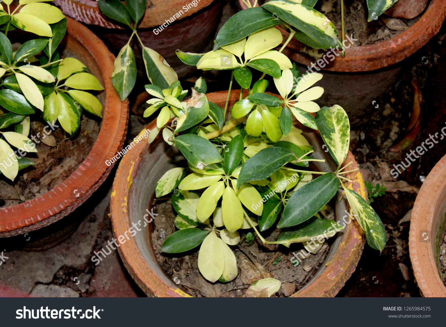 Variegated dwarf umbrella tree Schefflera arboricola `Variegata ...