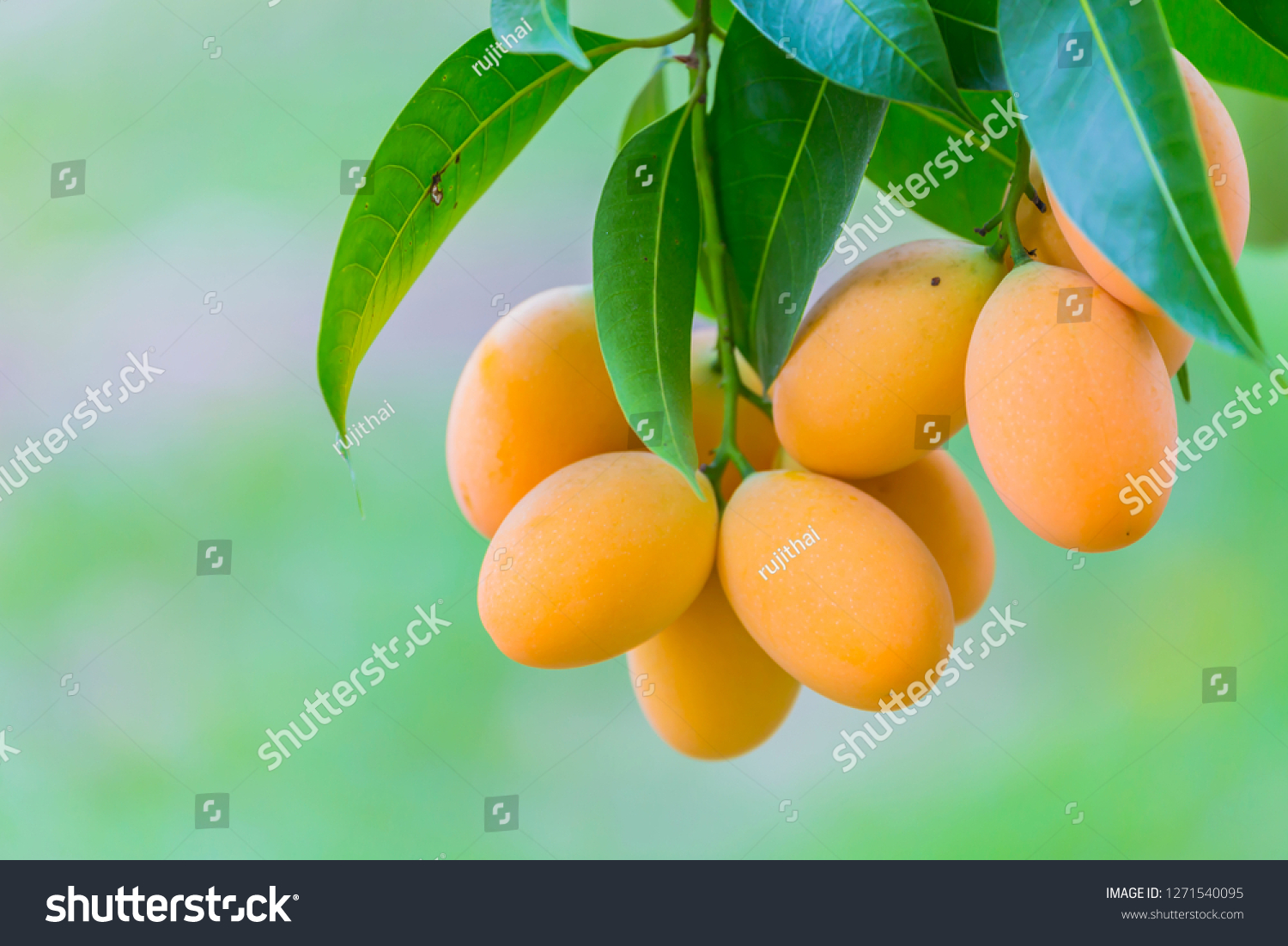 Mapping Mayongchid (in Thai) or Plum mango (in English) is a native ...