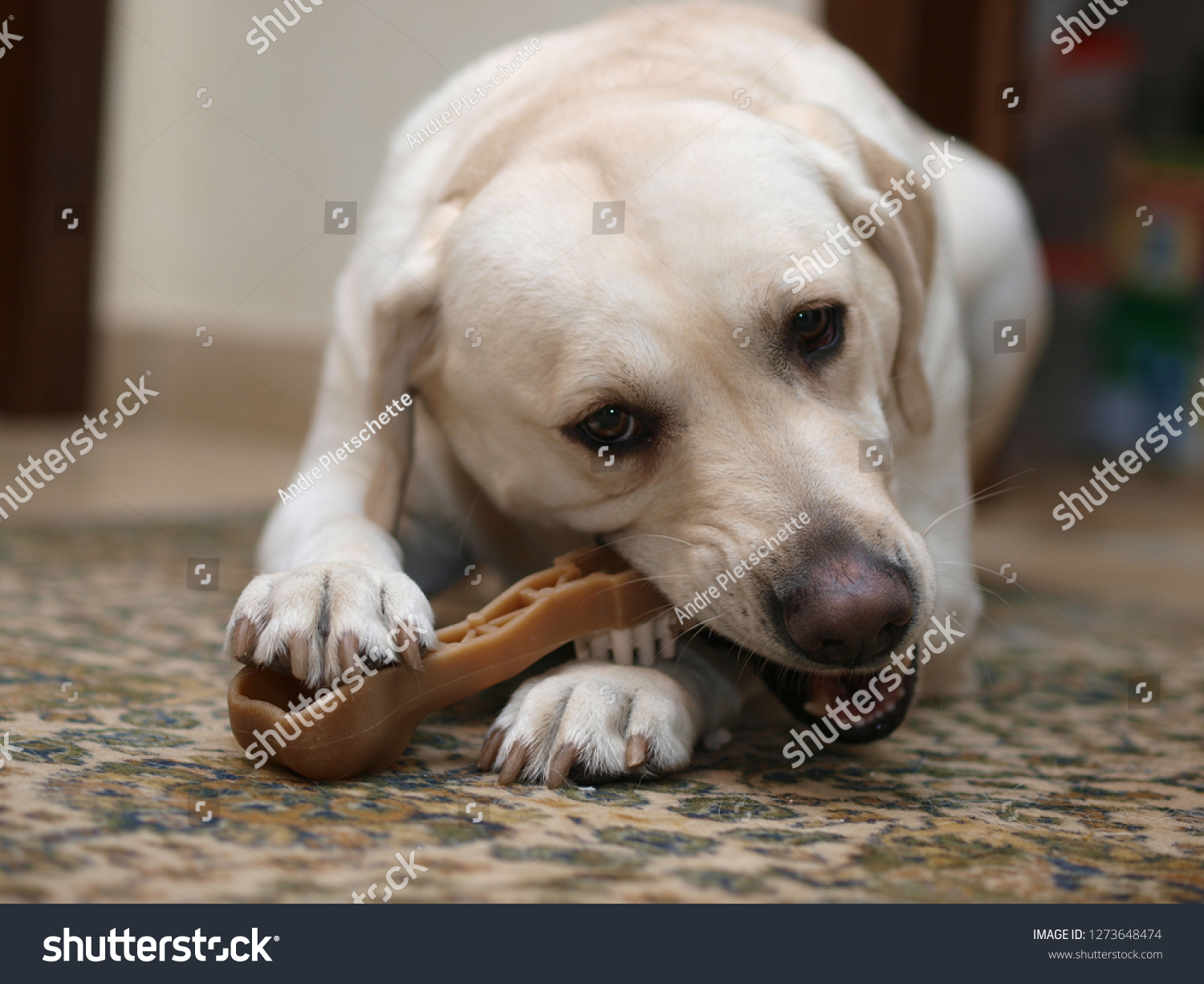 Dog is protecting and eating a bone_站酷海洛_正版图片_视频_字体_音乐素材交易平台_站酷旗下品牌