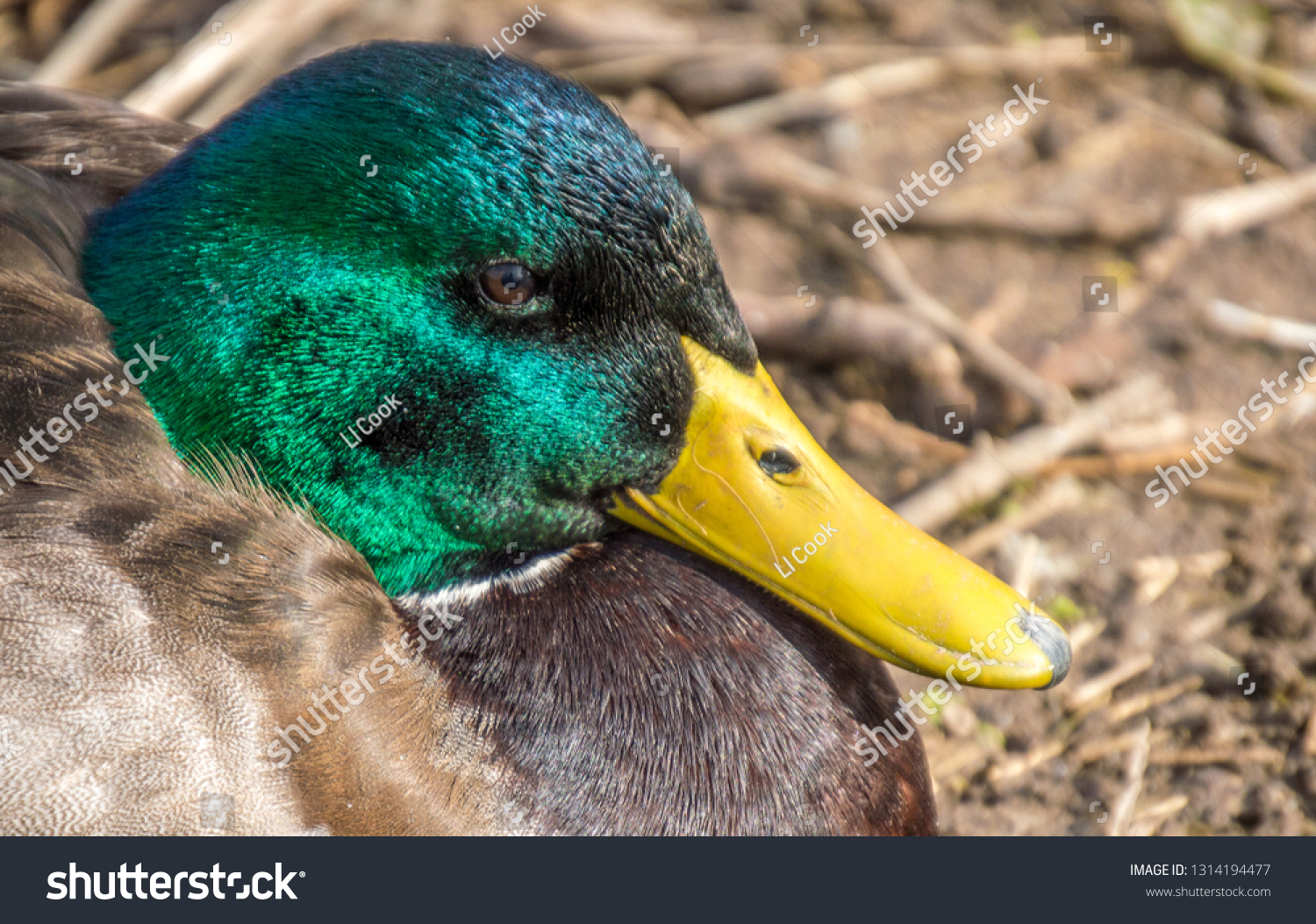 close up profile of a plump green and brown mallard duck with a yellow ...