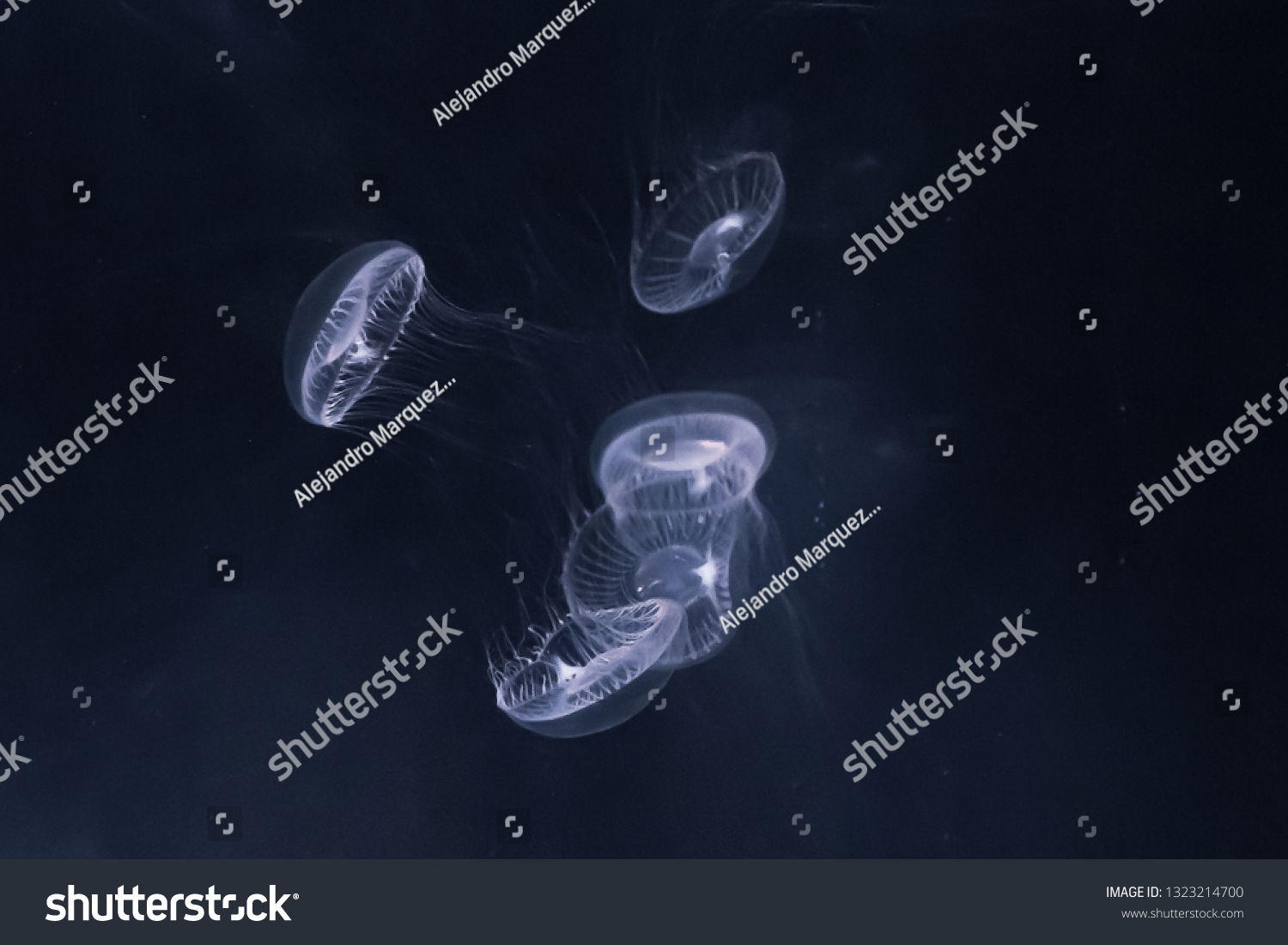 This is a nice photography of several jellyfish glowing in the dark water is very intense._站酷海洛 ...