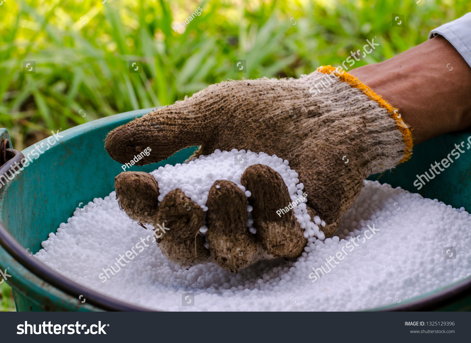 Chemical fertilizer in the hand of farmer and his hand wearing glove ...