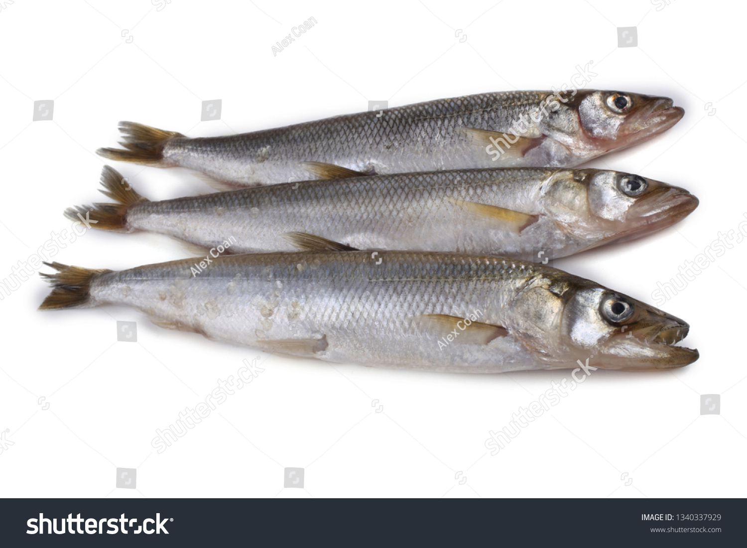 Smelt fish isolated on white. (Big Pacific smelt - Osmerus mordax)_站酷海洛 ...