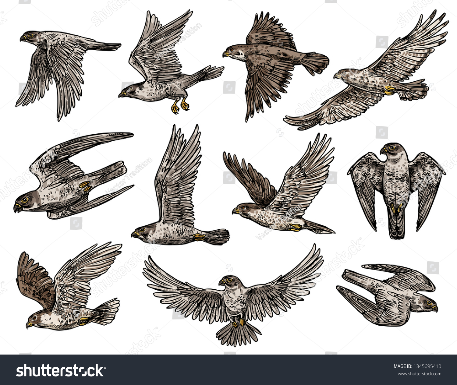 Eagle and hawk falcon and vulture vector isolated birds in flight ...