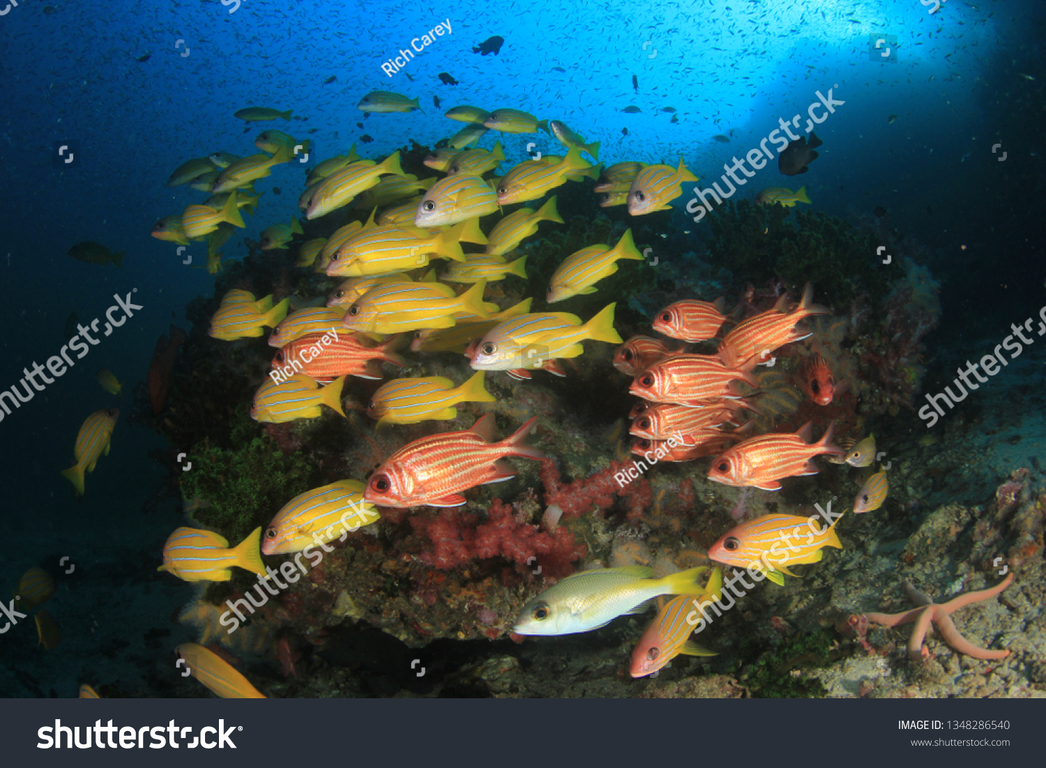 Coral reef and fish in Similan Islands Thailand _站酷海洛_正版图片_视频_字体_音乐素材交易 ...