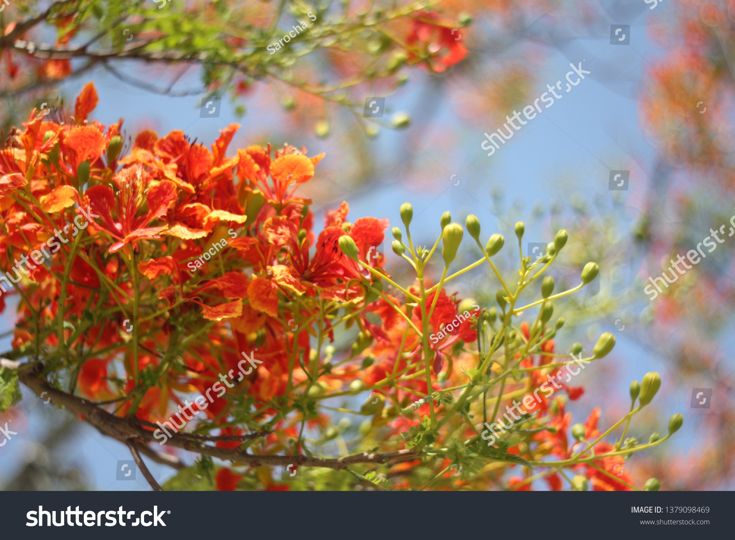 Selective focus at a stunning red flowers named Royal Poinciana ...