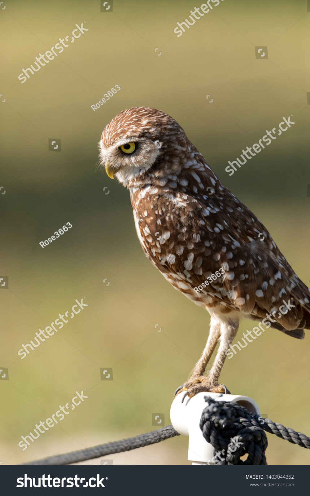 Adult Burrowing owl Athene cunicularia perched outside its burrow on Marco Island Florida_站酷海洛 ...