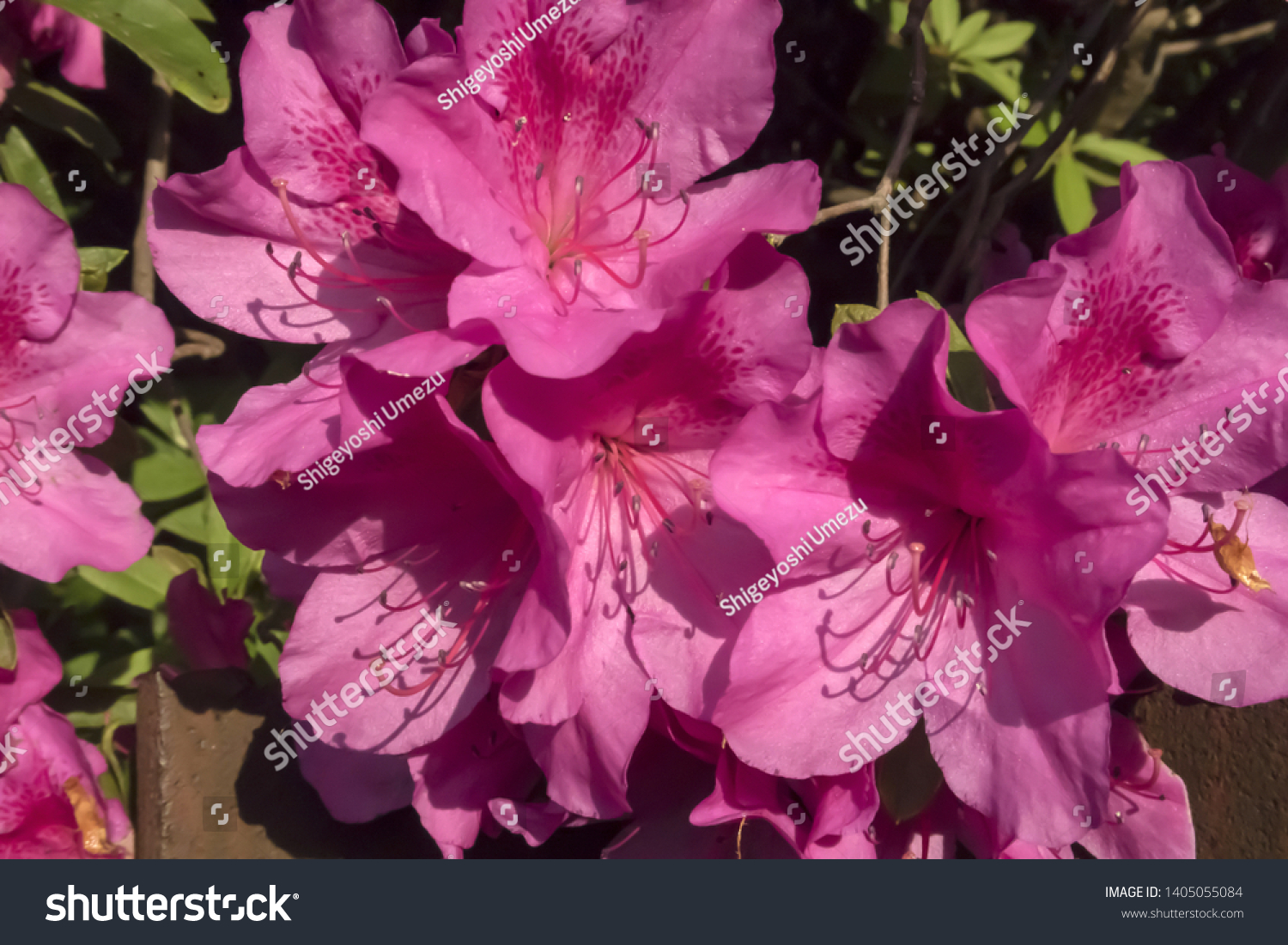 Rhododendron; Azalea; Alpenrose; Rosebay; PinK Flowers_站酷海洛_正版图片_视频_字体 ...