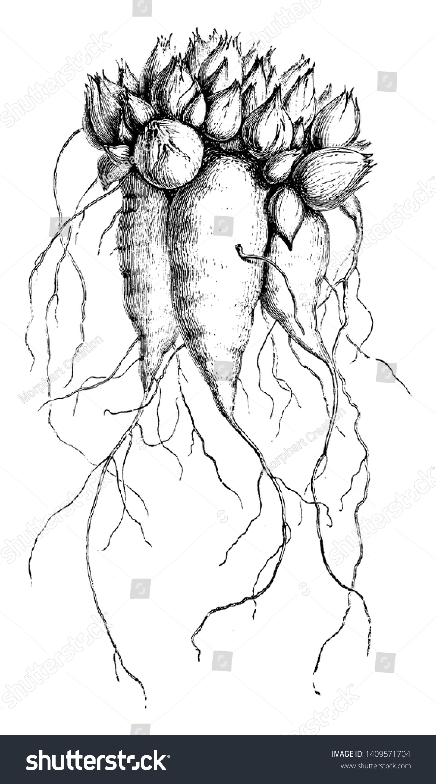 It is an Oxyllous Tetraphylla plant whose bulb is large and flaky ...