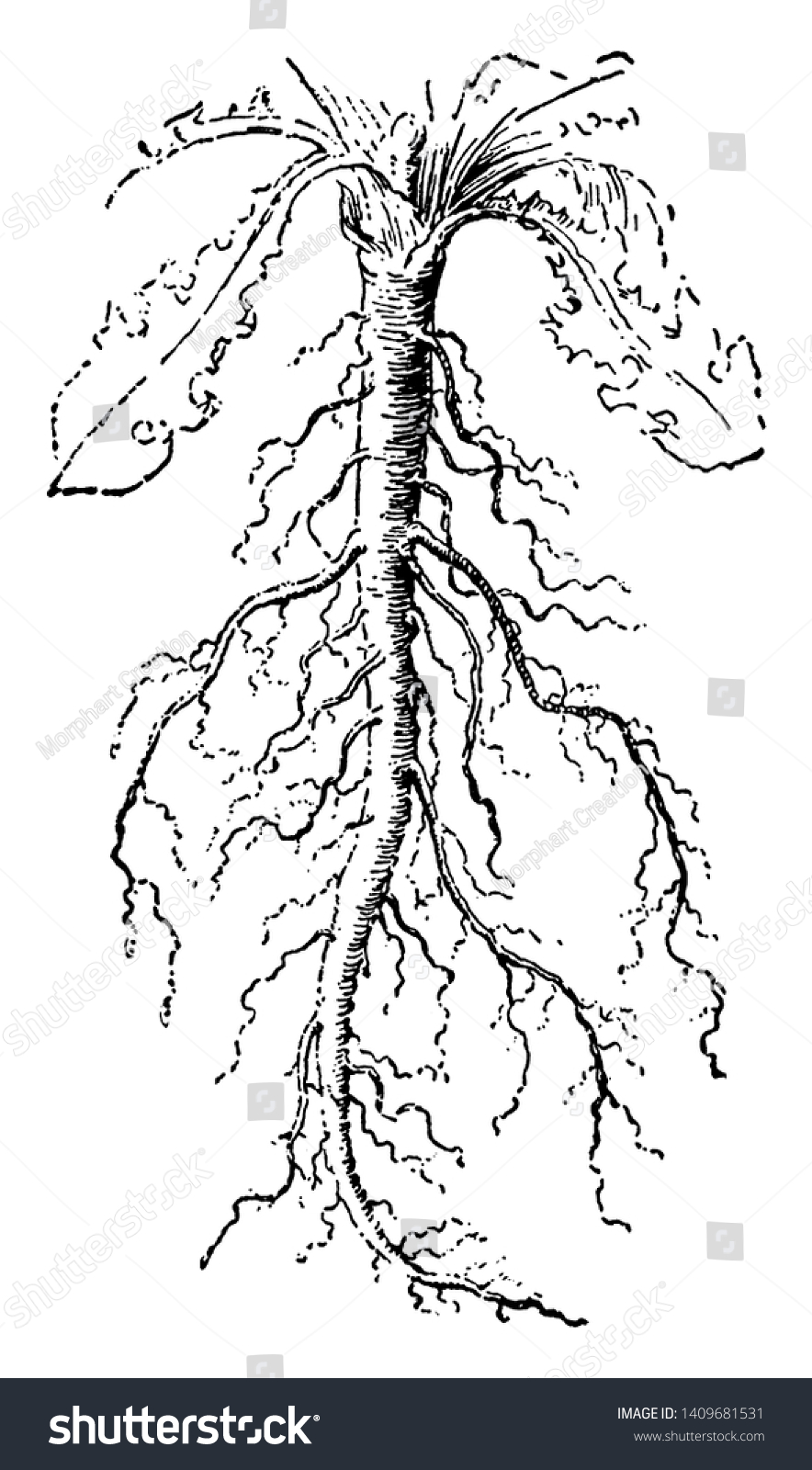 In this image showing a taproot. it is straight and very thick is ...