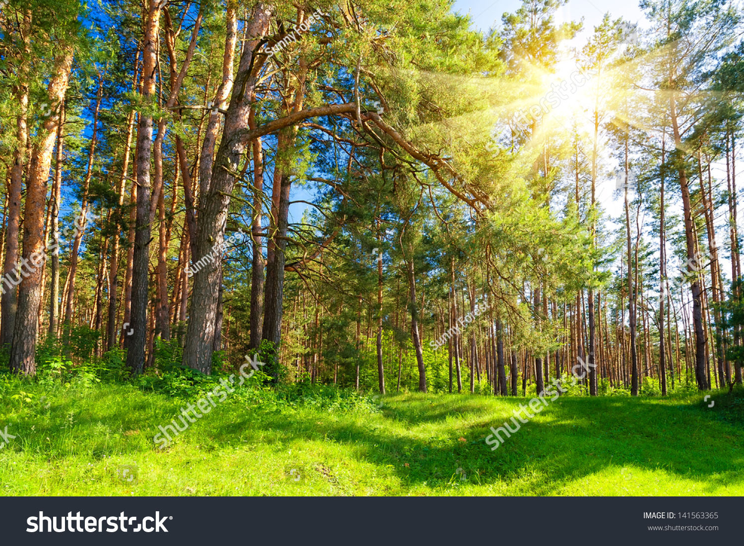 Forest landscape_站酷海洛_正版图片_视频_字体_音乐素材交易平台_站酷旗下品牌