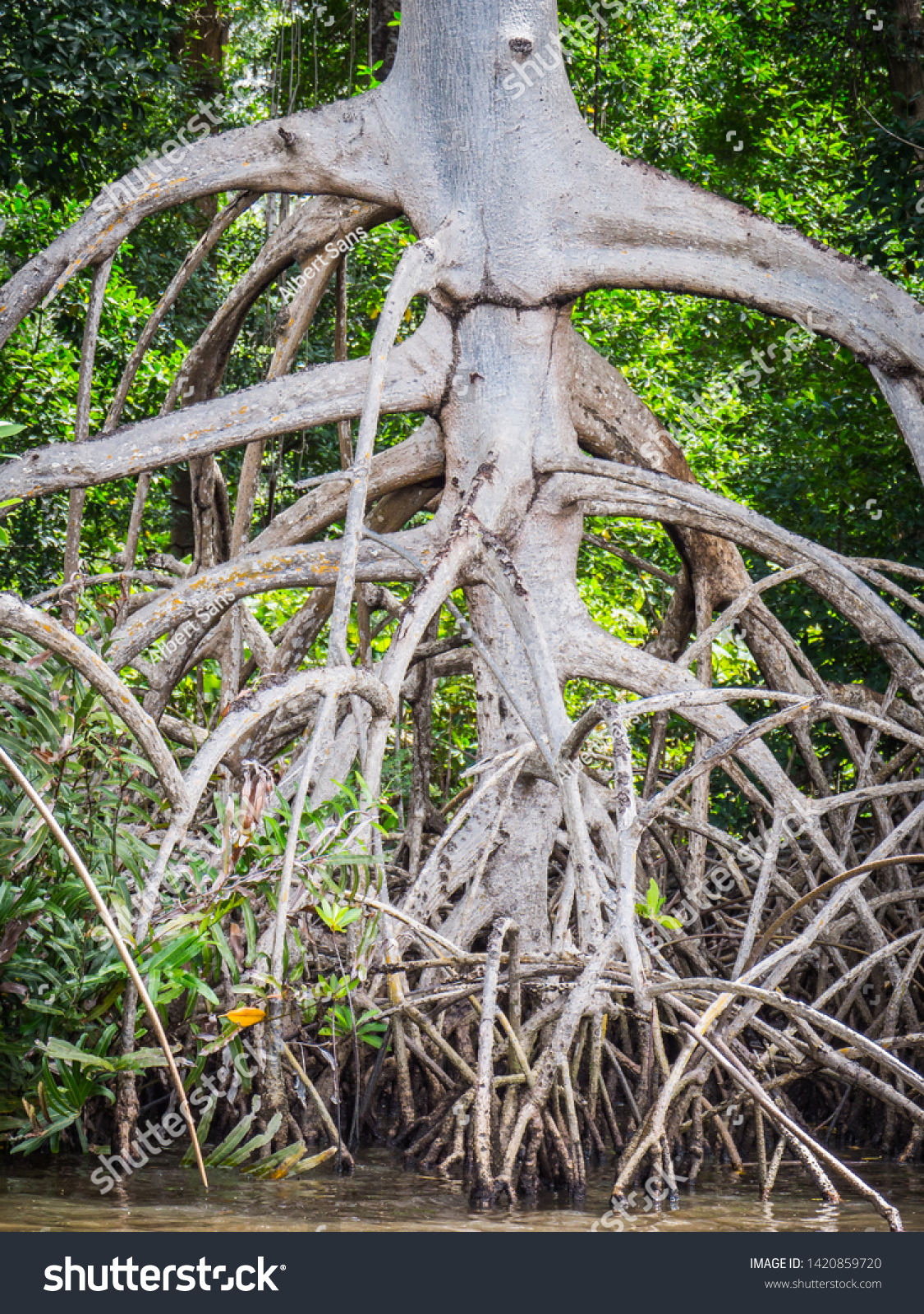 Detail mangrove Tree trunk in amazonia roots looks like a spine and ...