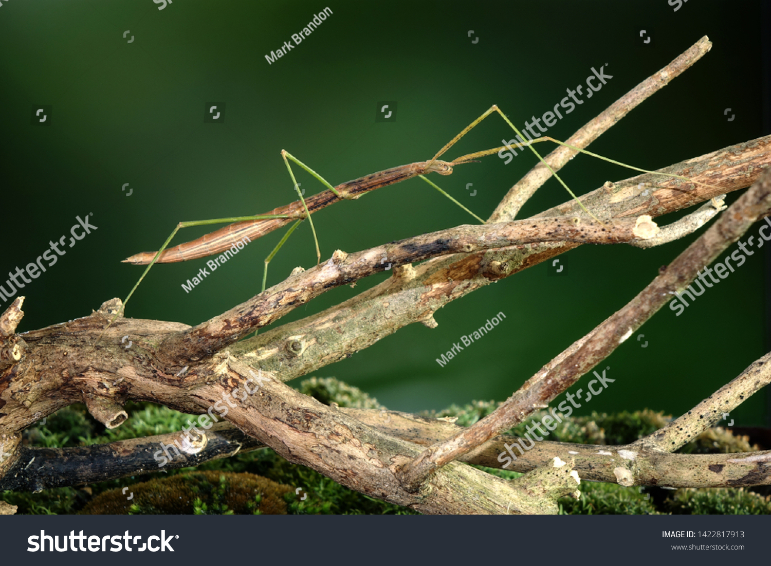 Stick insect or Phasmids (Phasmatodea or Phasmatoptera) also known as ...