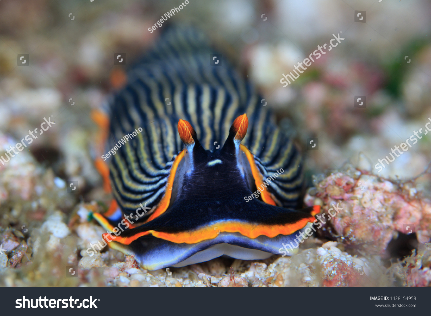 Colorful Nudibranch / Sea slug displaying magnificent colours. Scuba ...
