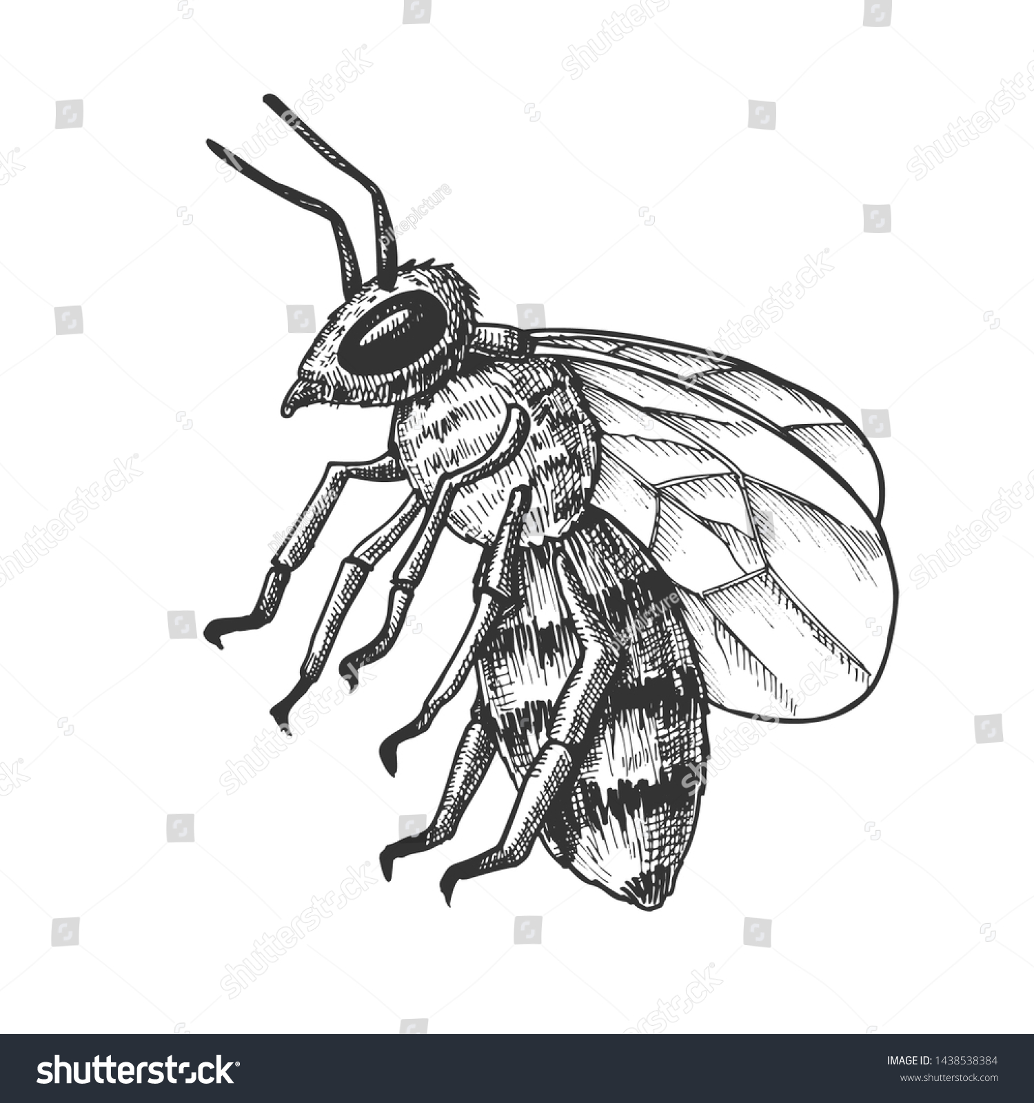 Striped Bee Flying Insect Animal Side View Vector. Bee Swarm Is Large ...