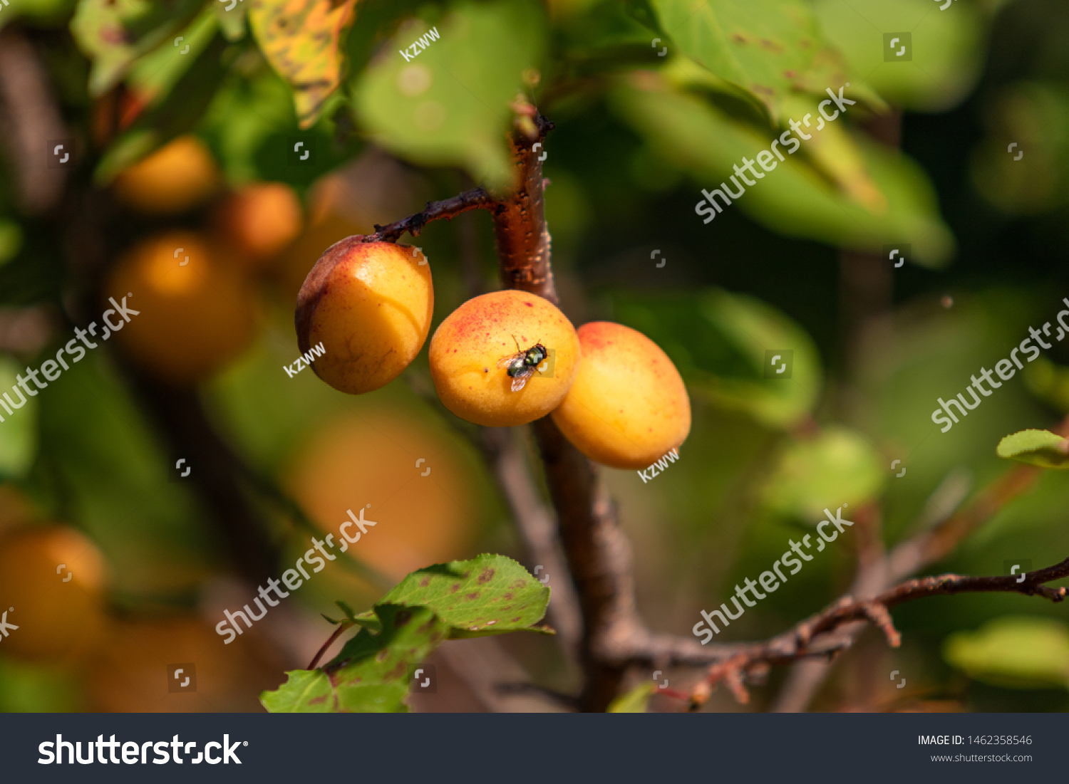 Yellow-red apricot grows on a tree nature._站酷海洛_正版图片_视频_字体_音乐素材交易平台_站酷旗下品牌
