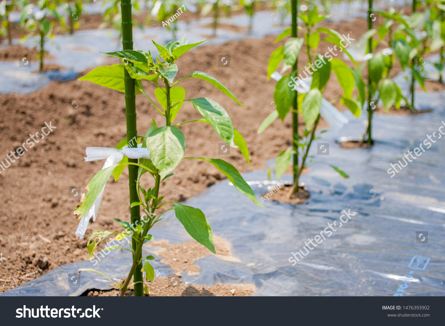 Natural organic foods crop growing in field in June. Cultivated land ...