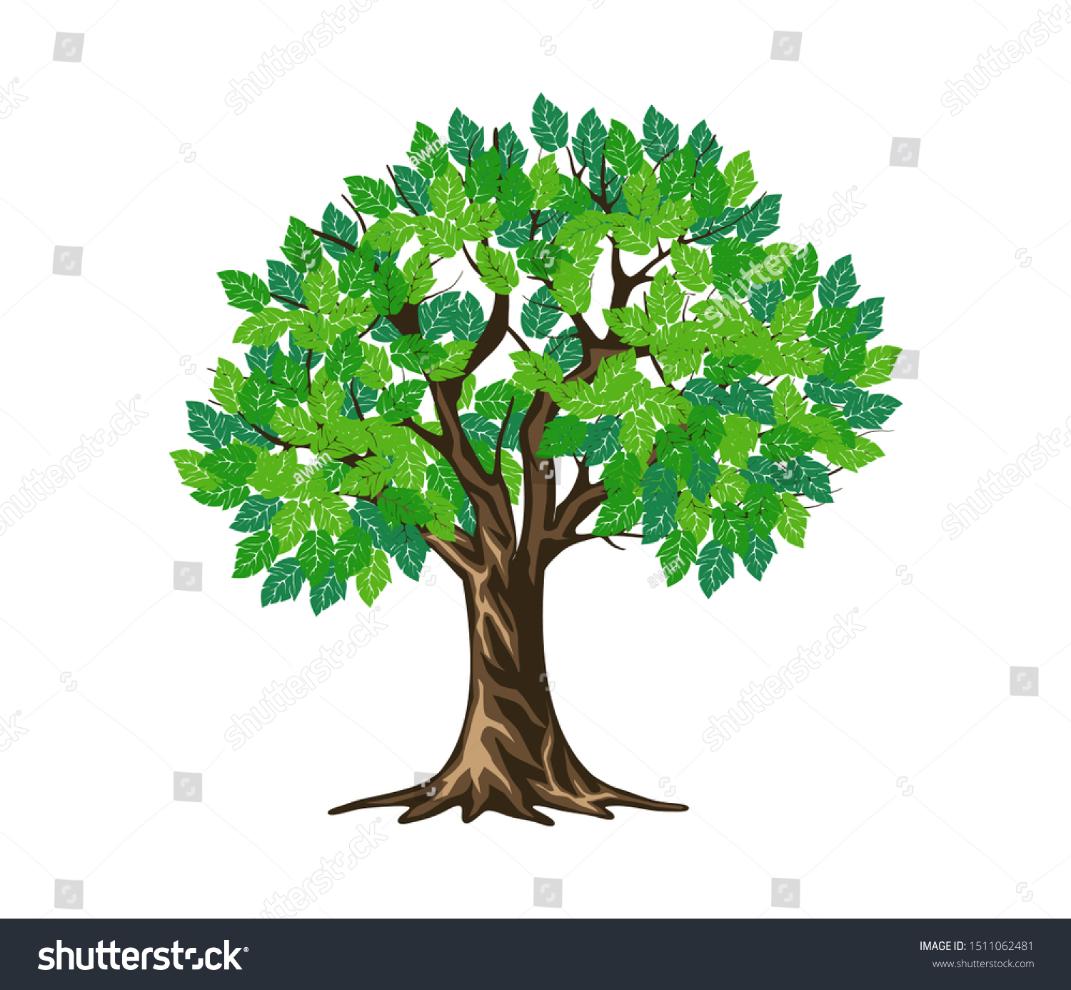evergreen tree vector illustration oak tree. olive tree on the garden._站酷海洛_正版图片_视频_字体_音乐素材交易平台 ...