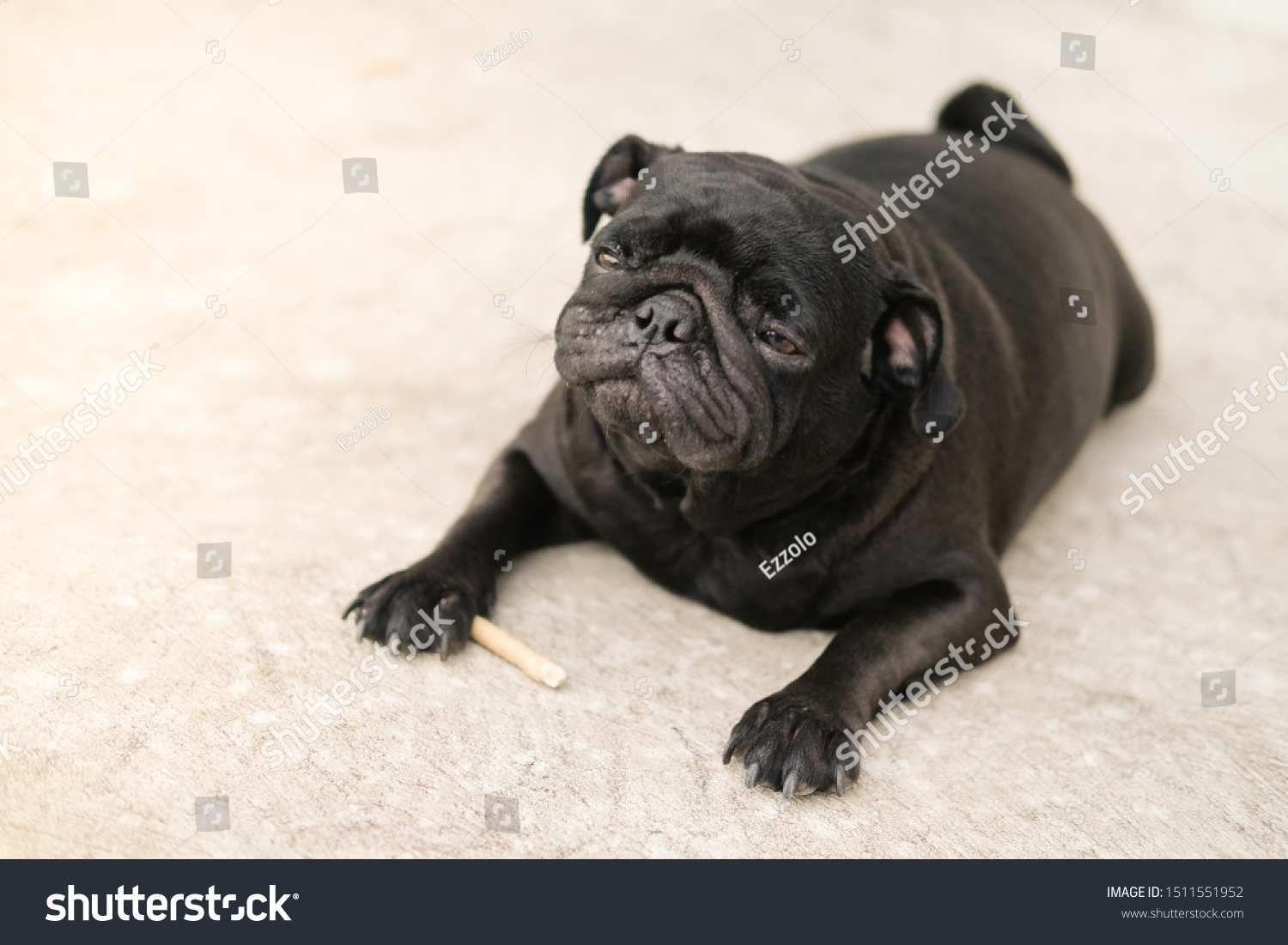 Funny pug dog waiting to eat dog snack._站酷海洛_正版图片_视频_字体_音乐素材交易平台_站酷旗下品牌